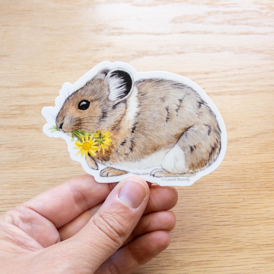 American Pika 3.75 Medium Vinyl Sticker Waterproof for Car, Laptop ...