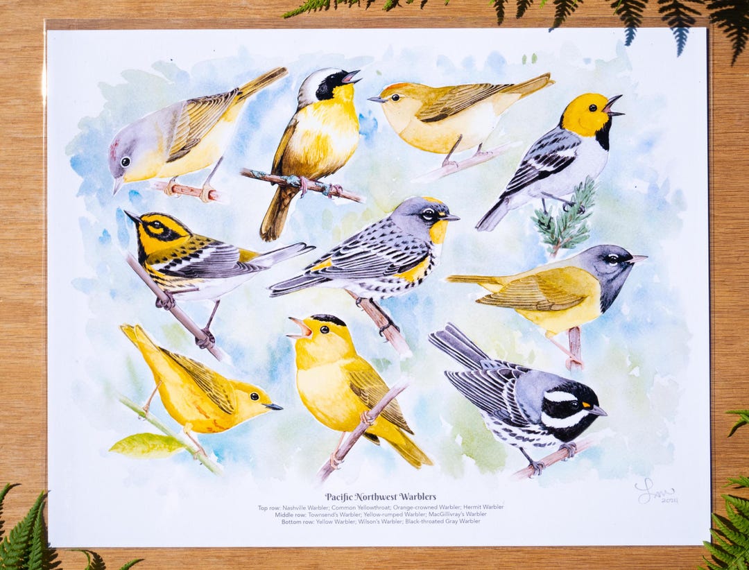 Pacific Northwest Warblers 8x10 or 11x14 Identification Art Poster ...
