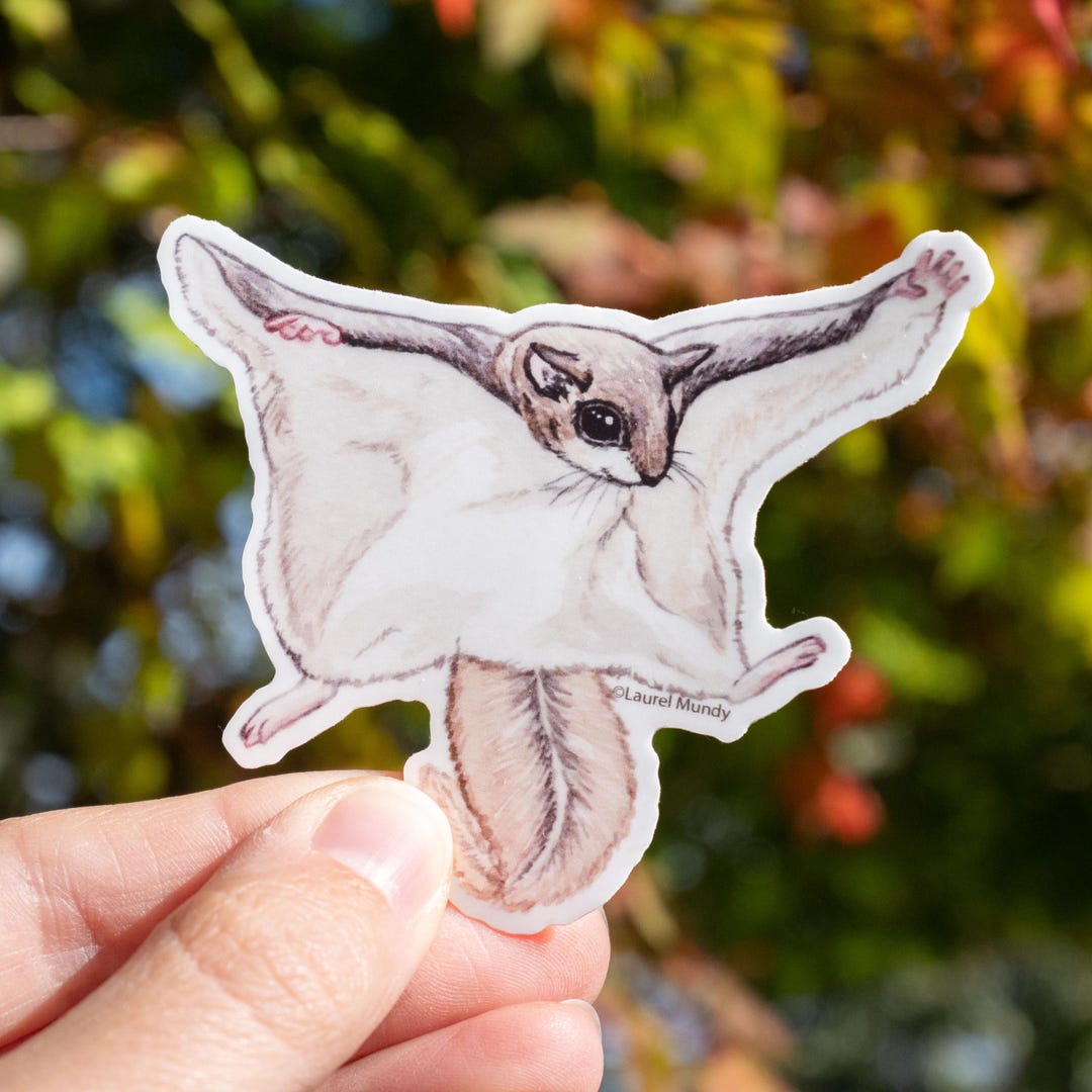 Flying Squirrel 3" Medium Vinyl Sticker Dishwasher Safe - Etsy