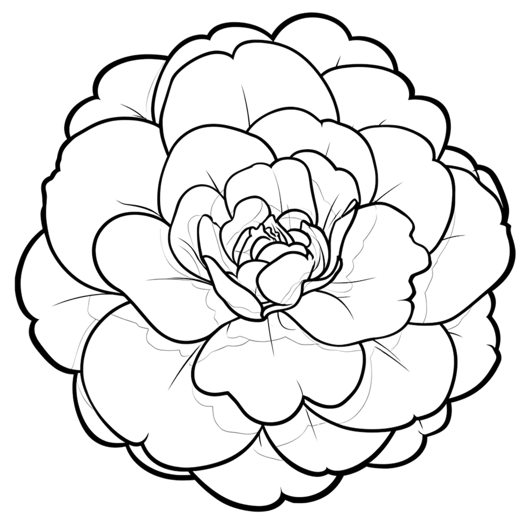 Cute Camellia Flower Illustration PNG & SVG, 300 DPI, Transparent ...