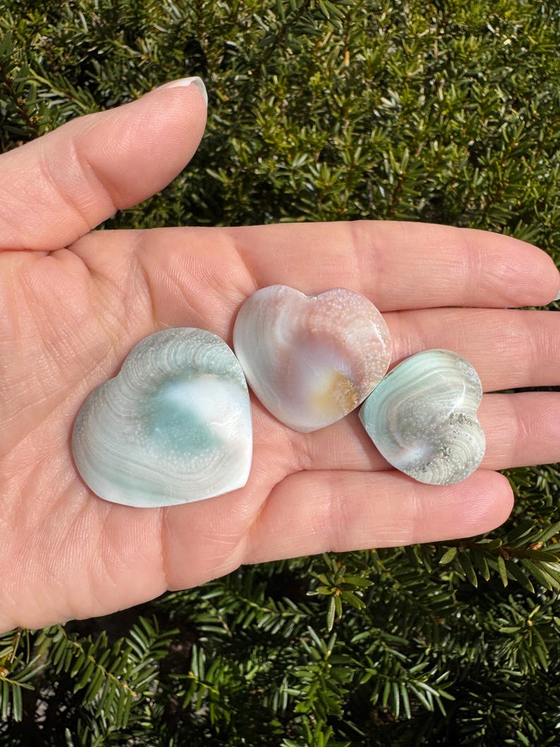 Shiva Shell Heart, Shiva Eye Shell Heart, Natural Shiva Shell Crystal ...
