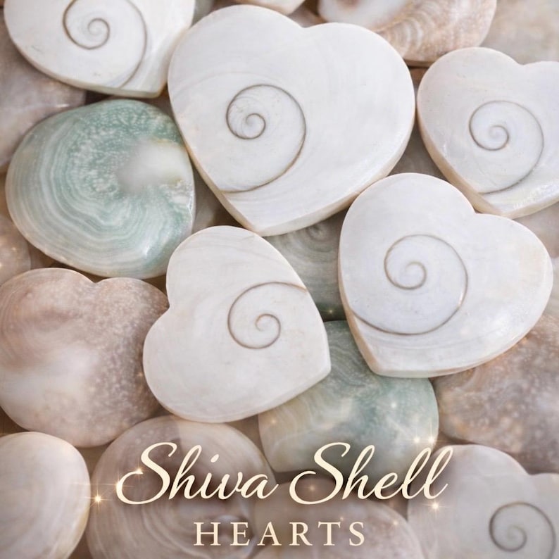 Shiva Shell Heart, Shiva Eye Shell Heart, Natural Shiva Shell Crystal ...