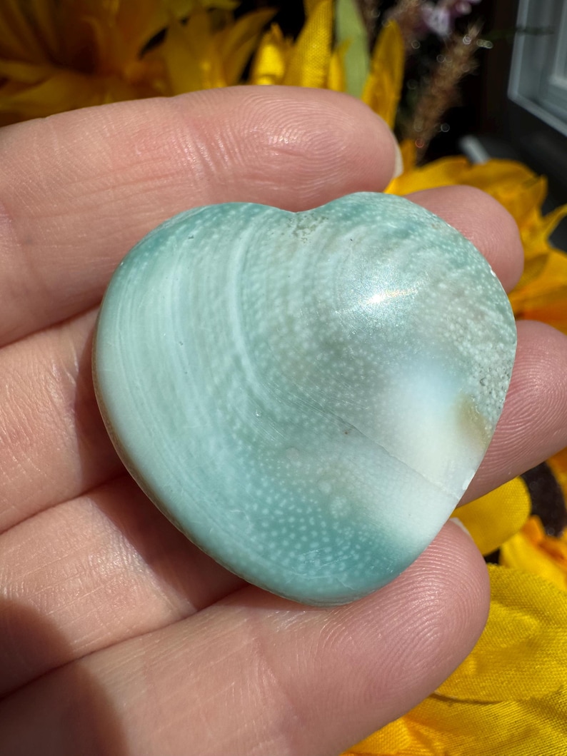 Shiva Shell Heart, Shiva Eye Shell Heart, Natural Shiva Shell Crystal ...