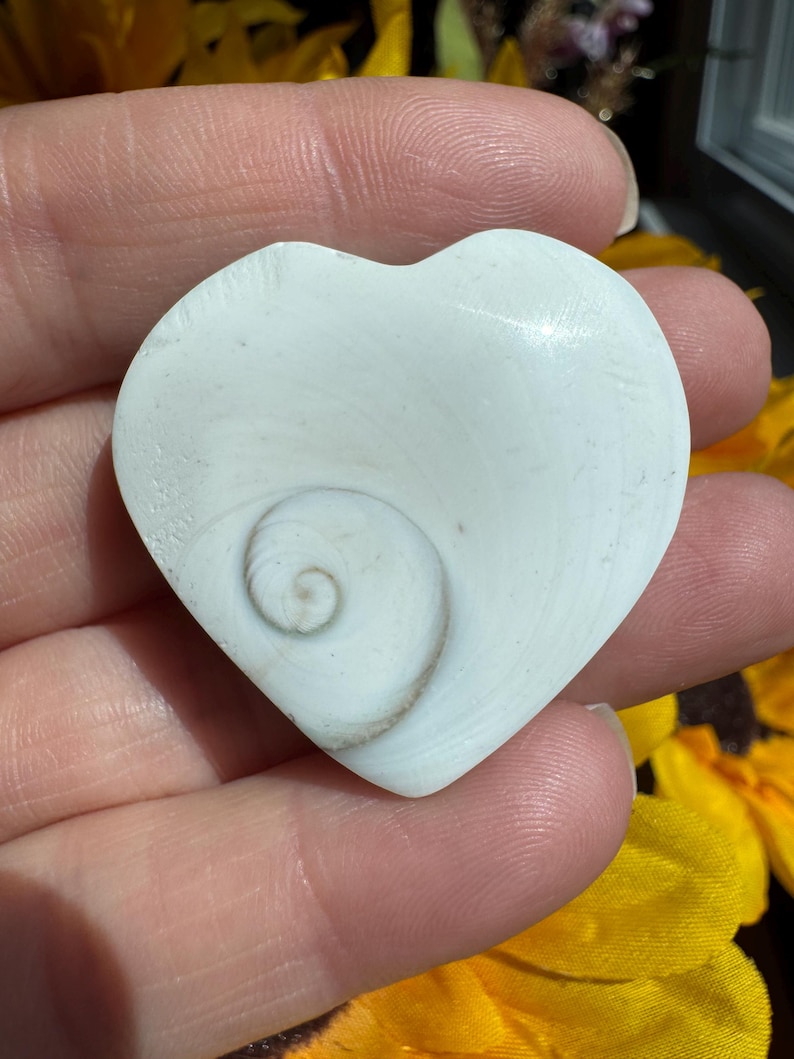 Shiva Shell Heart, Shiva Eye Shell Heart, Natural Shiva Shell Crystal ...