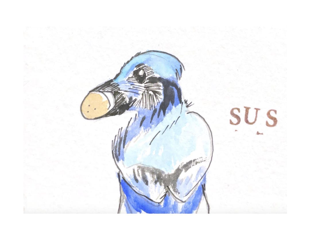 Sus - Bird Postcard - Etsy