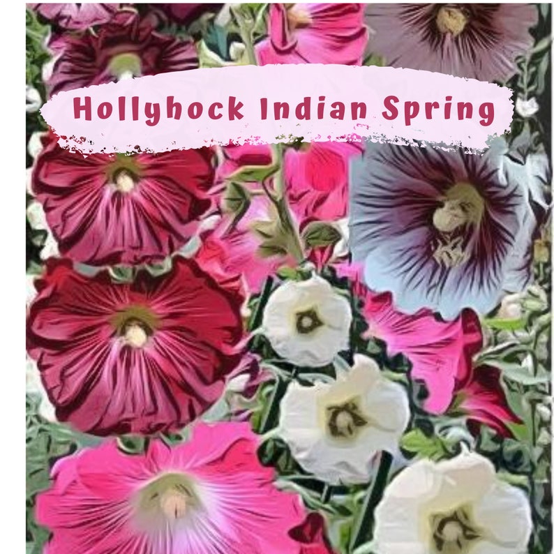 Hollyhock Indian Spring Flower Seeds - Etsy Australia