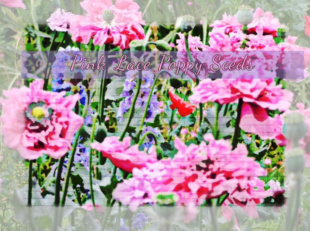 Pink Lace Poppy Flower Seeds - Etsy Australia