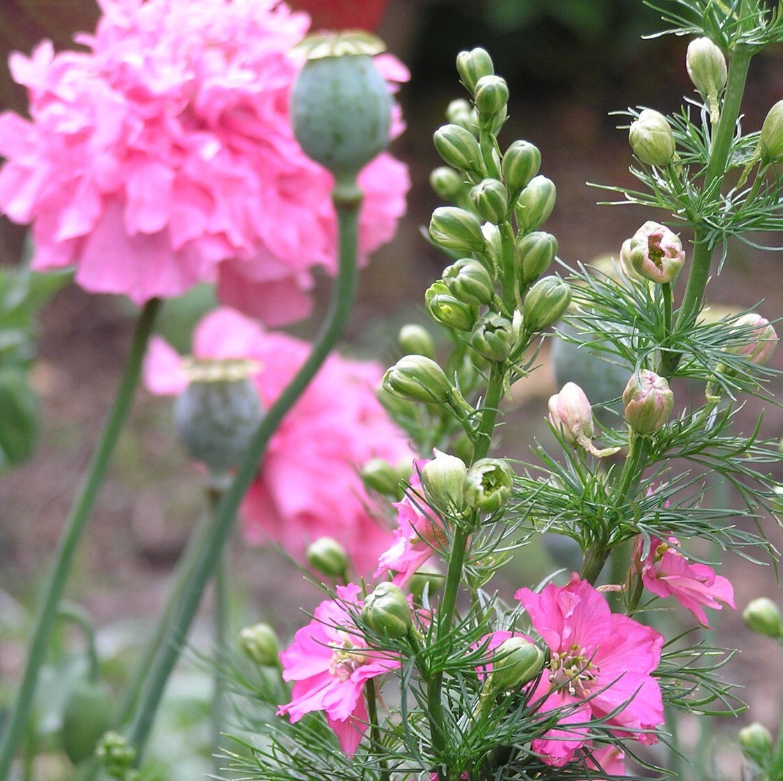 Pink Lace Poppy Flower Seeds - Etsy Australia
