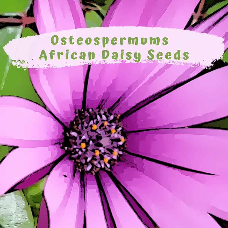 Osteospermums African Daisy Flower Seeds - Etsy