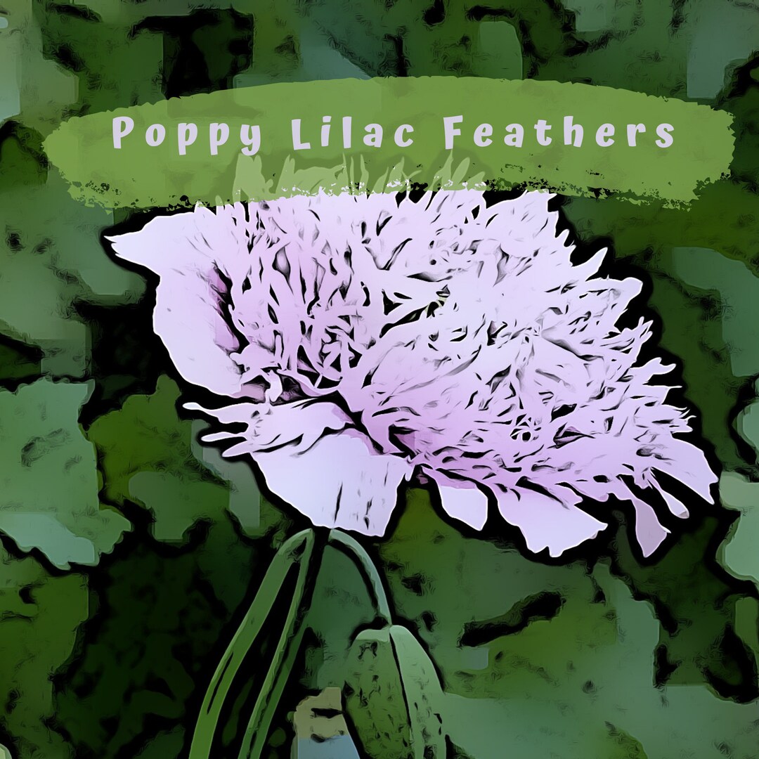 Lovely Lilac Feathers Poppy Seeds - Etsy