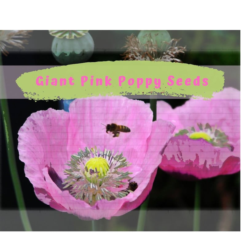 Giant Pink Poppy Mix Flower 200 Plus Seeds - Etsy