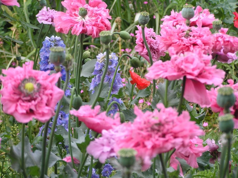 Pink Lace Poppy Flower Seeds - Etsy Australia