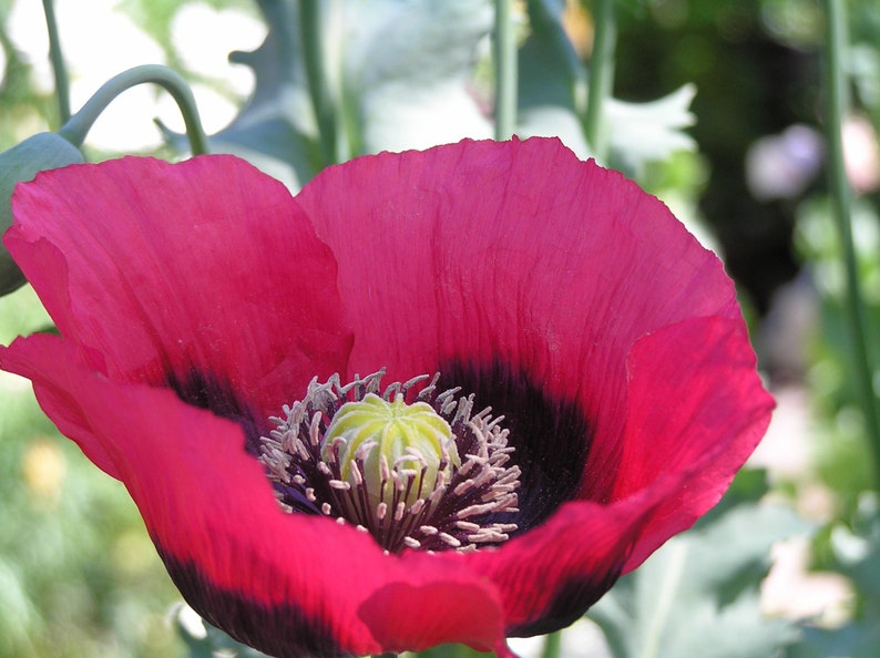 Ravishing Raspberry Poppy Flower Seeds - Etsy Australia