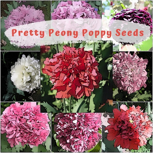 Pink Lace Poppy Flower Seeds - Etsy Australia
