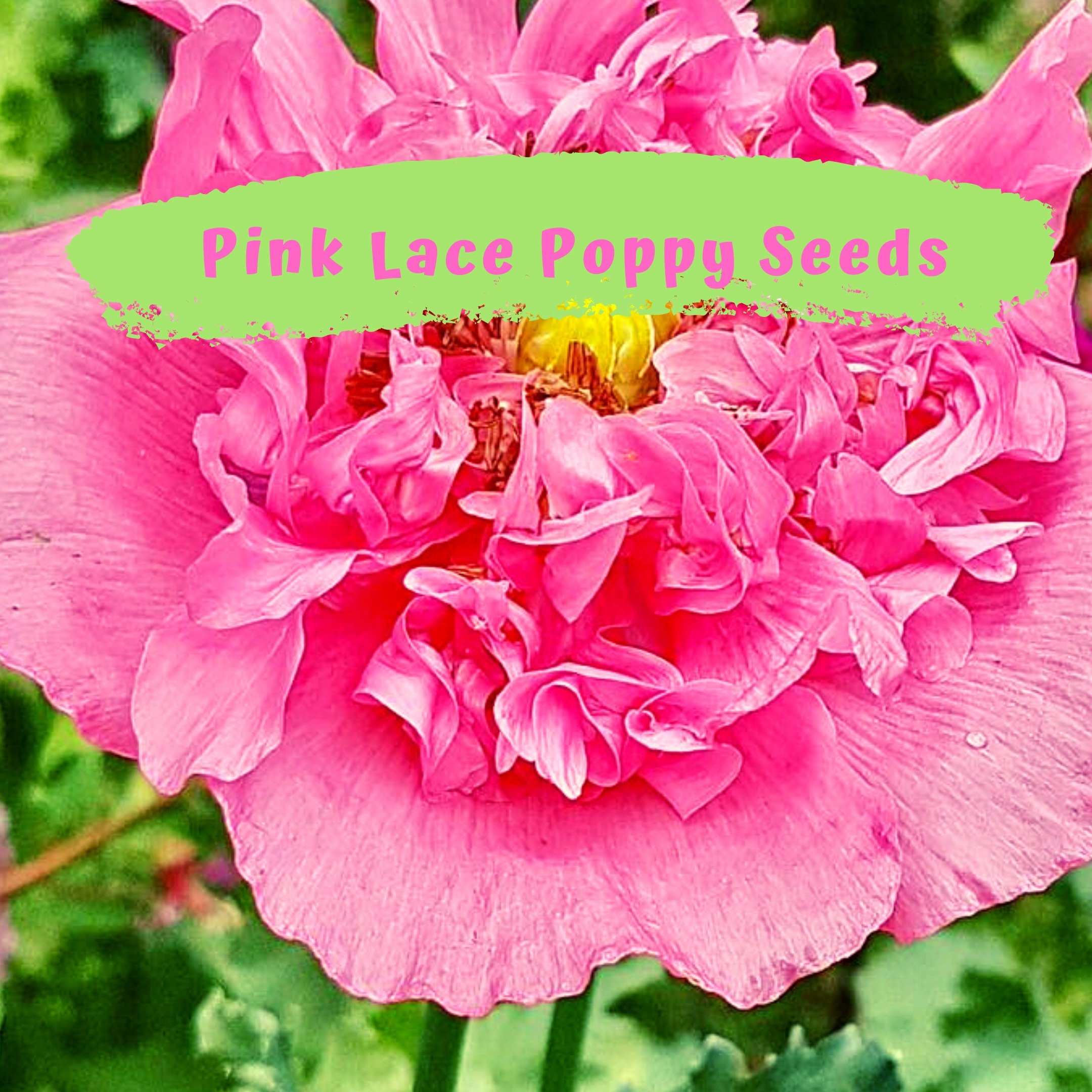 Pink Lace Poppy Flower Seeds - Etsy Australia