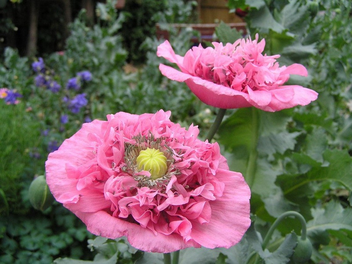 Pink Lace Poppy Flower Seeds - Etsy Australia