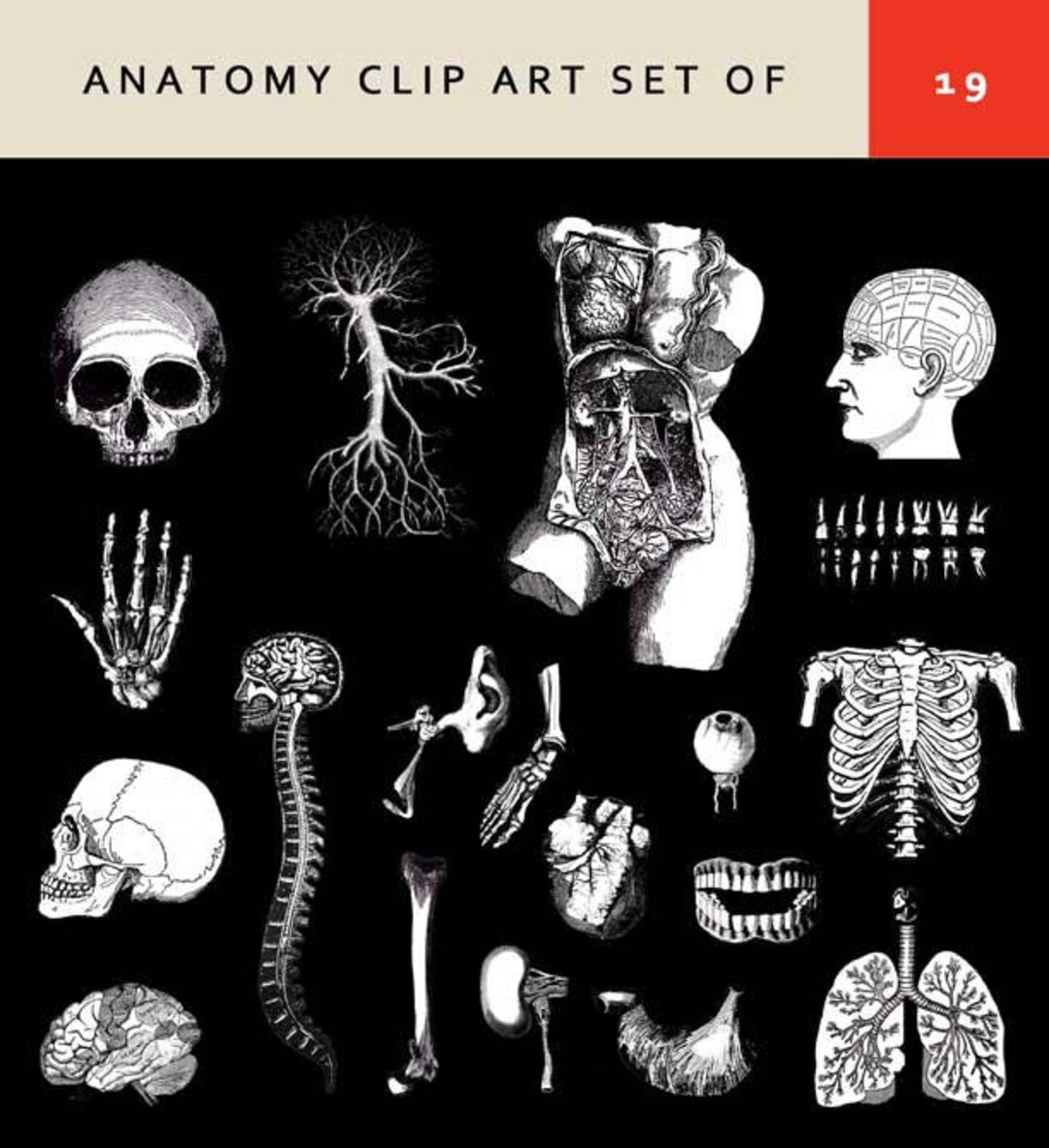 Human Anatomy - 99 Hi-res Clip Art / Image Pack - Includes. Printable ...