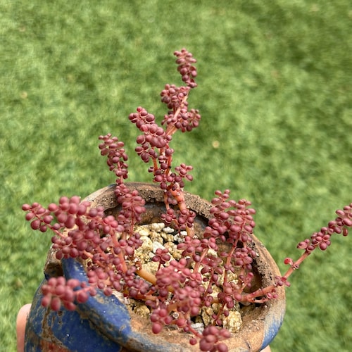 Lilysucculent - Etsy