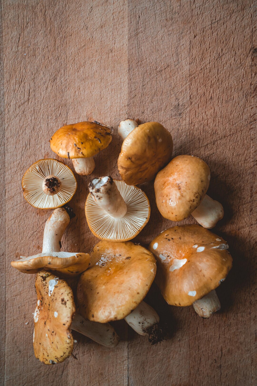 Russula Mushroom ID Guide - Etsy