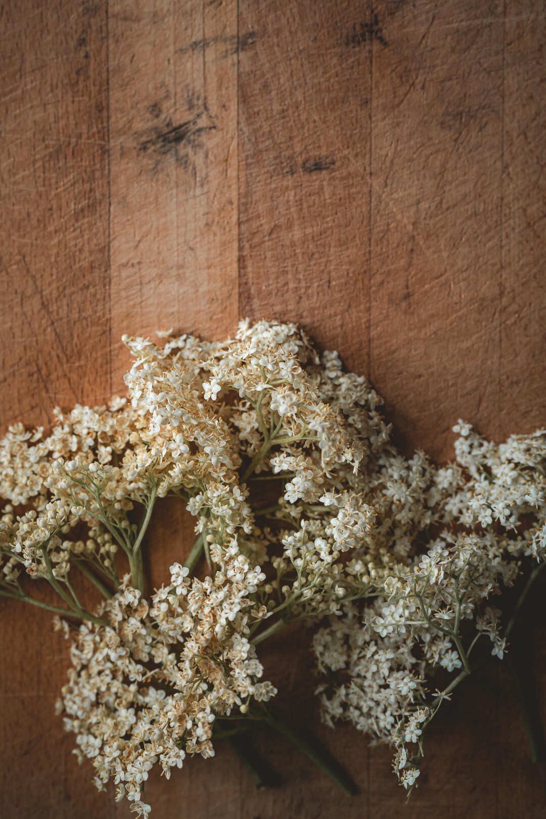 Elderflower ID Guide - Etsy