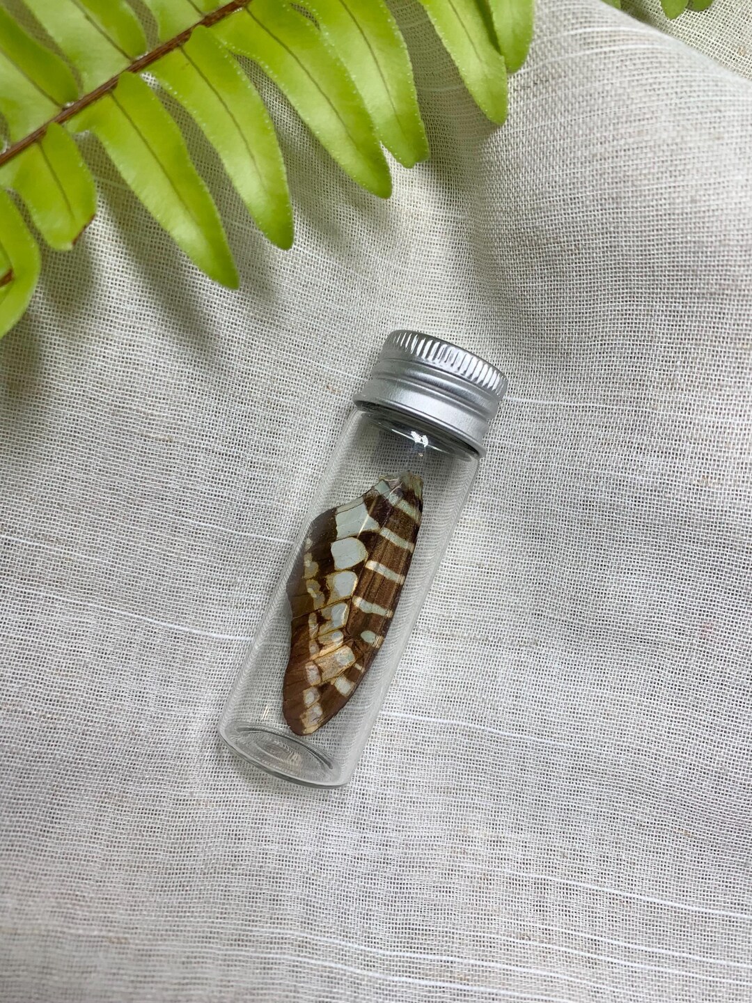 Butterfly Wing in a Jar, Glass Vile, Real Butterfly Wing, Insects in a ...