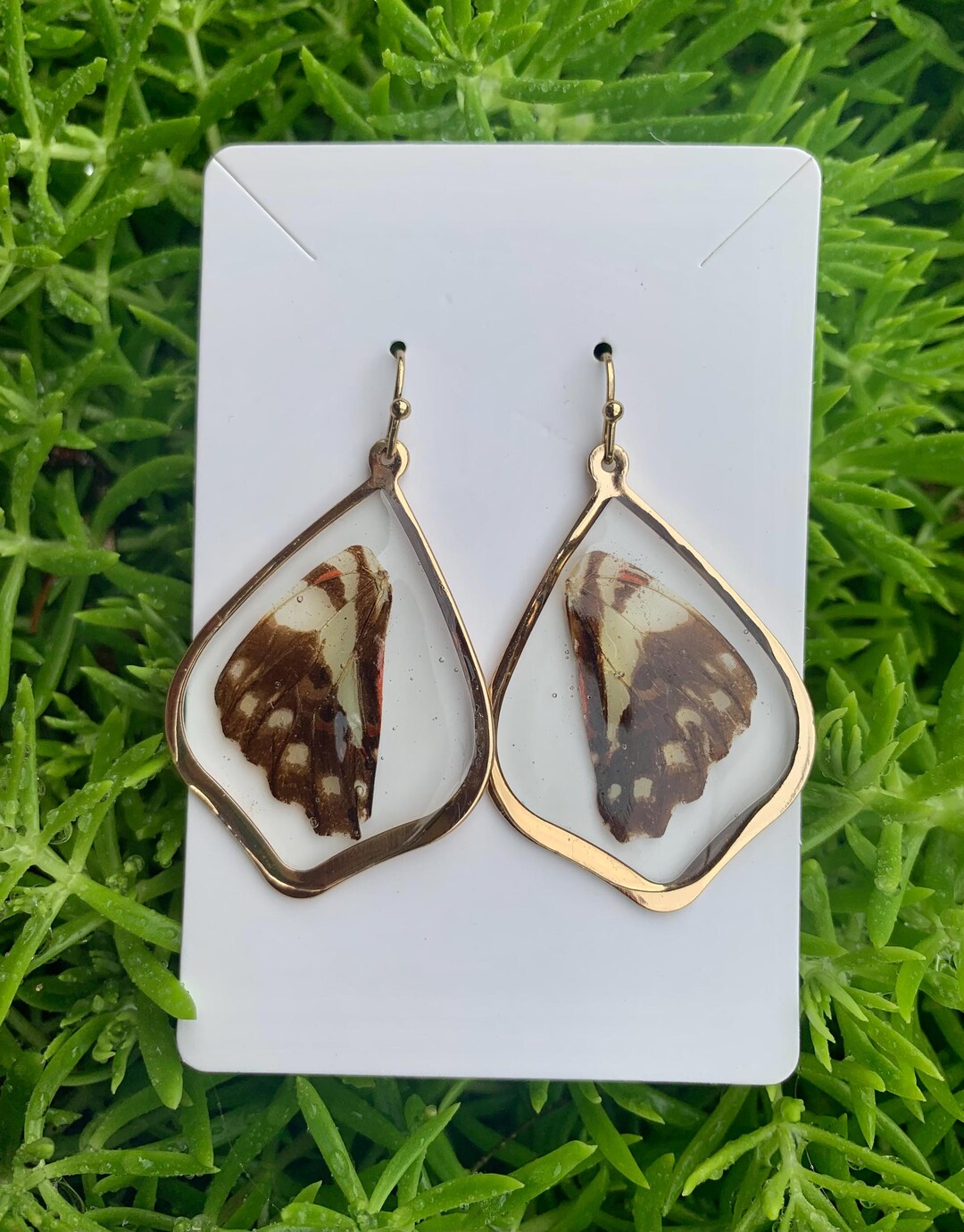 Real Butterfly Wing Teardrop Earrings: Gold Plated Resin Dangle - Etsy