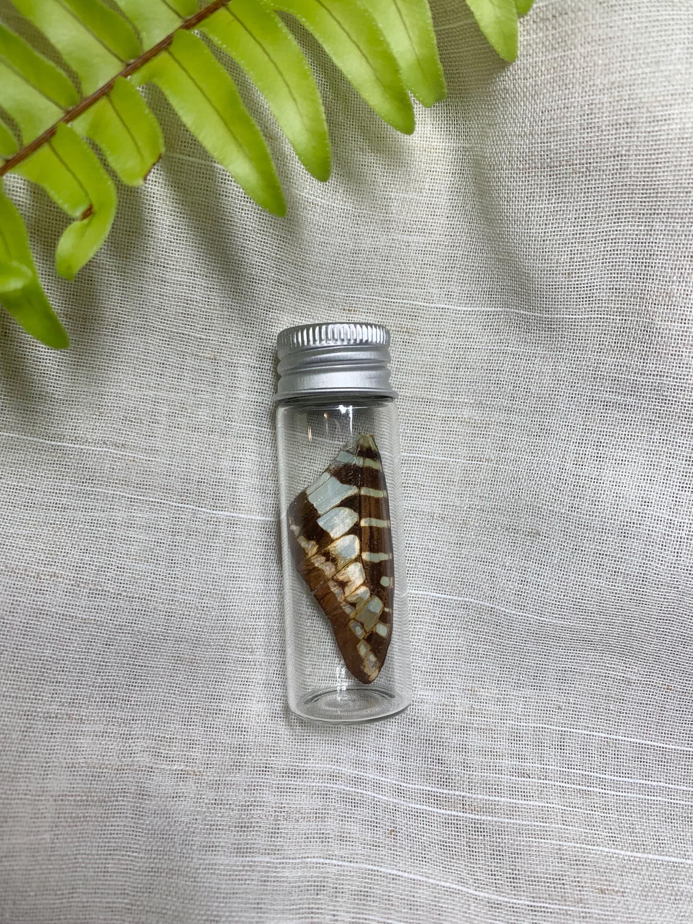 Real Butterfly Wing in Glass Vial: Tiny Keepsake Jar - Etsy