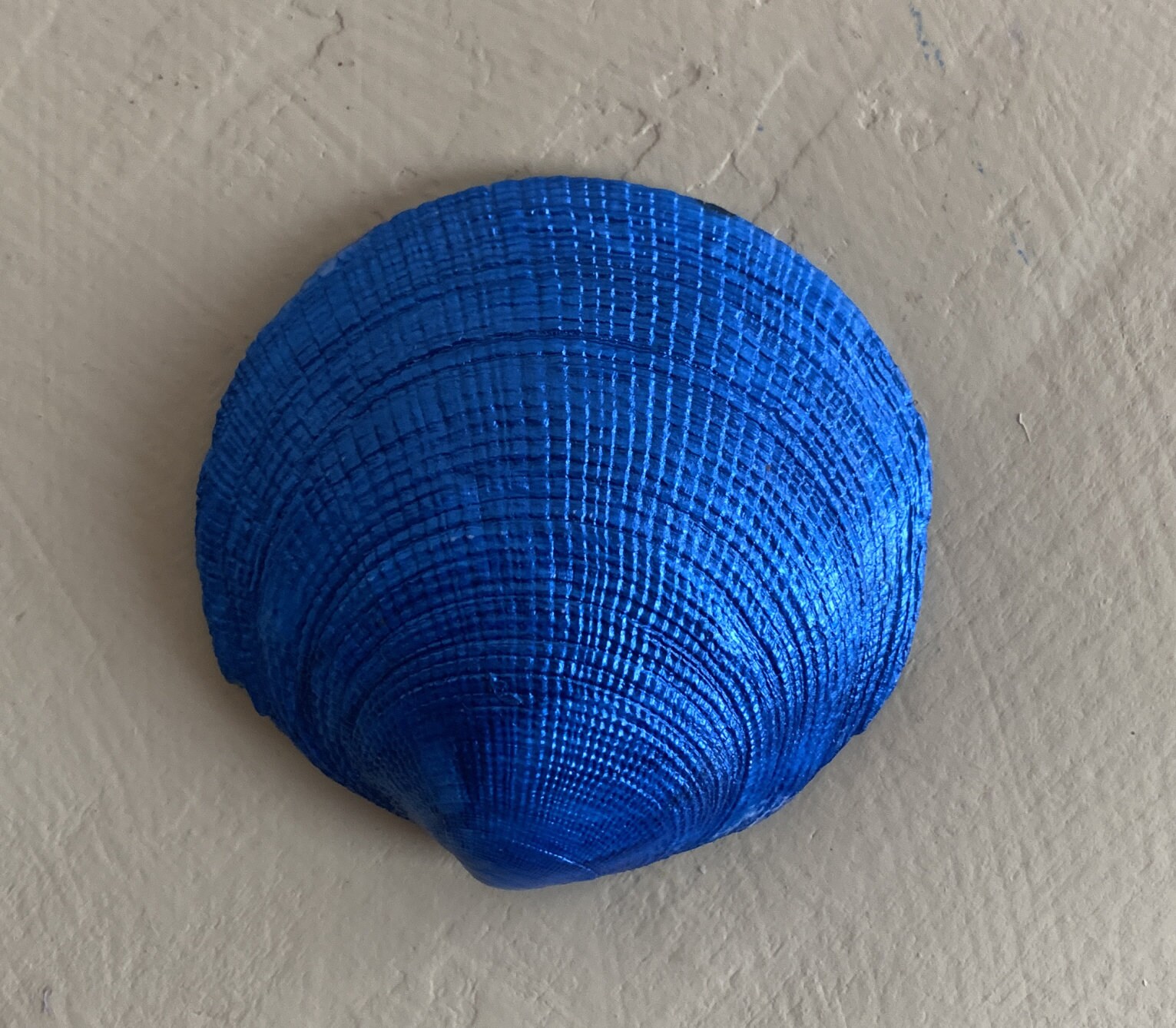 White Cat Clam Shell Trinket Dish, Acrylic Painting on Shell - Etsy