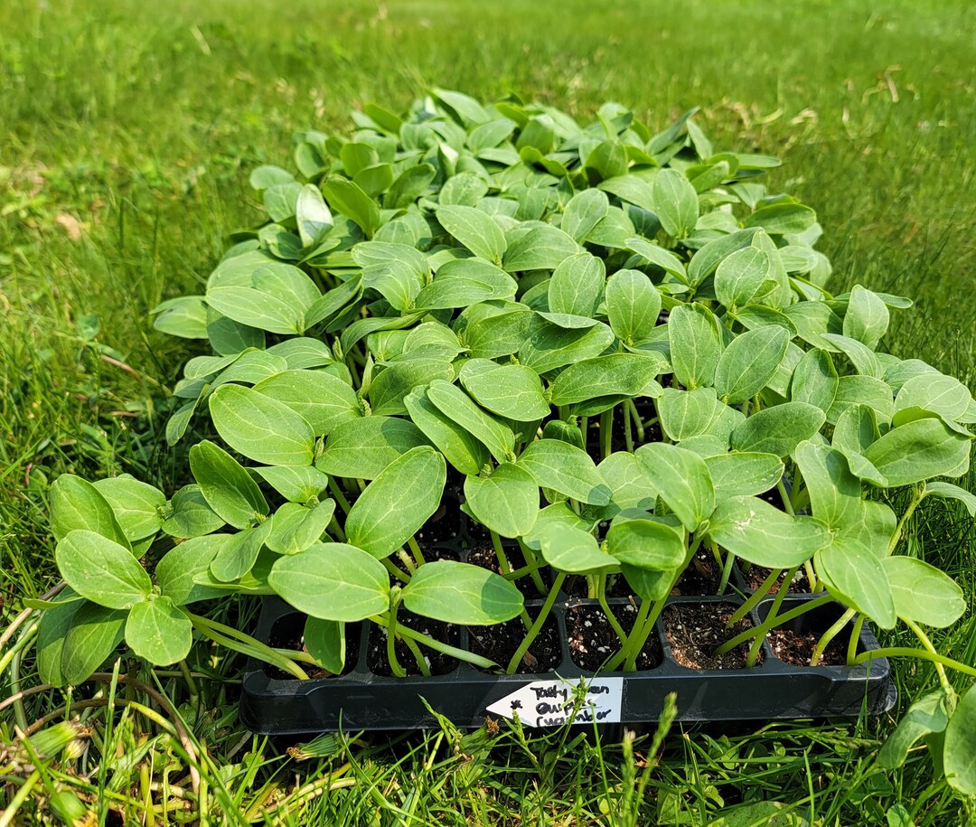 Burpless Tasty Green Hybrid Cucumber Starter Live Plants 4 Seedlings - Etsy