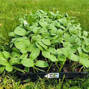 Burpless Tasty Green Hybrid Cucumber Starter Live Plants 4 Seedlings - Etsy