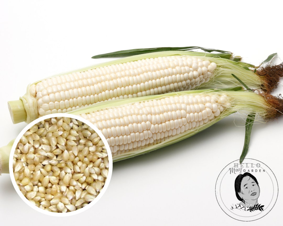 100 Corn Japanese Hulless Popcorn white Seeds Heirloom Non-gmo - Etsy