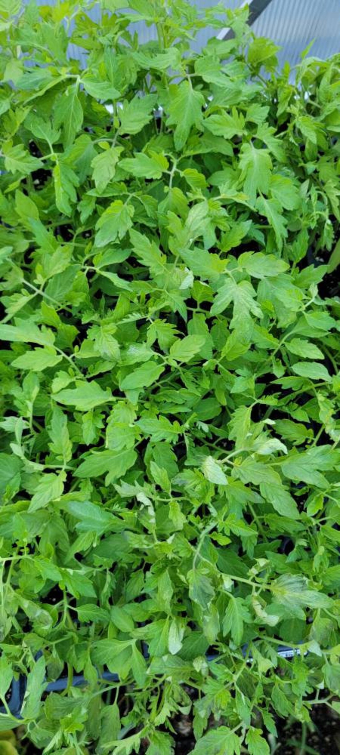 Blush Tomato Starter Live Plants 4 Seedlings - Etsy
