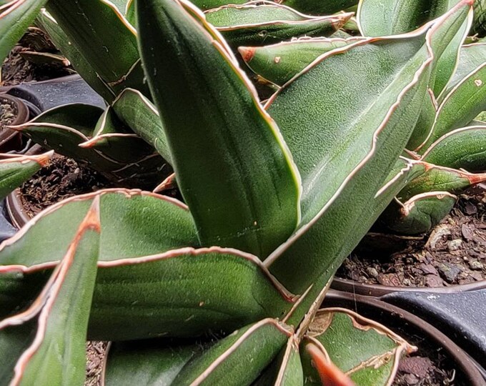 Sansevieria samurai Dwarf Snake Plant - Etsy