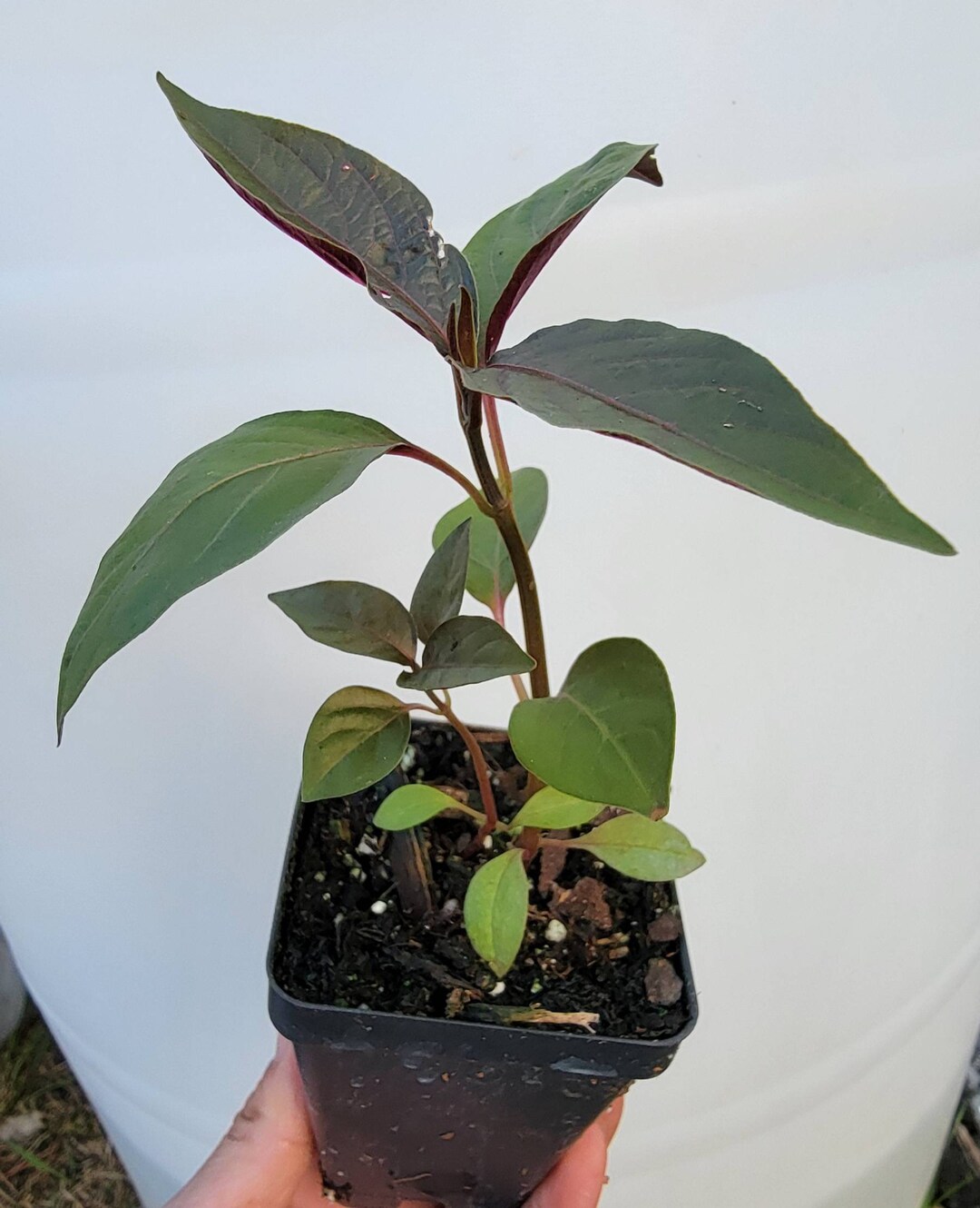 Buy Ncas Liab Hmong Tshuaj Herbs Starter Live Plant 1 2.5 Pot Online in ...