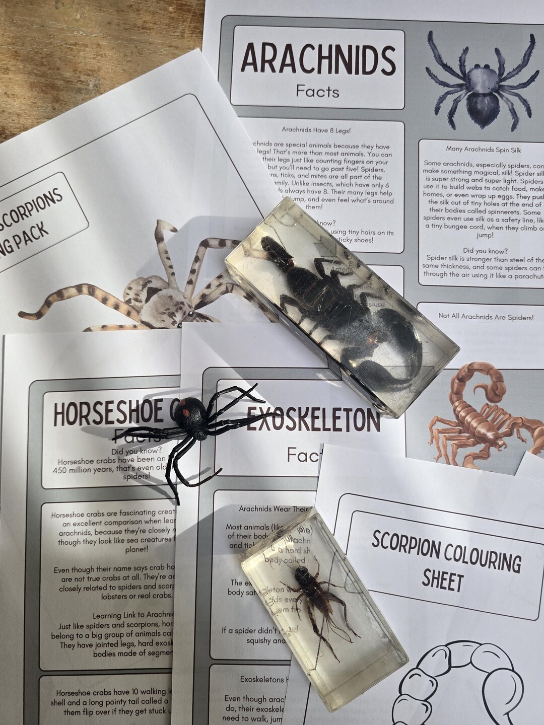 Spiders and Scorpions Printable Educational Discovery Bundle | Children ...
