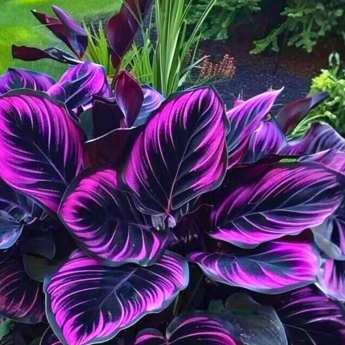 25 Purple Tip Calathea Seeds – Couture Foliage Plant – Indoor or ...