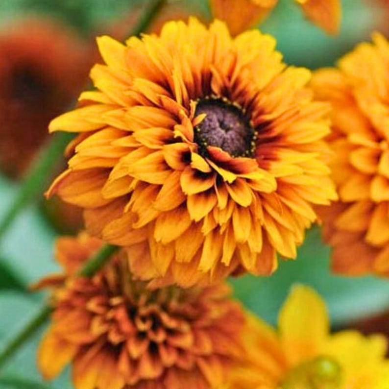 200 Maya Rudbeckia Seeds for Garden Planting – Golden Yellow Blooms ...
