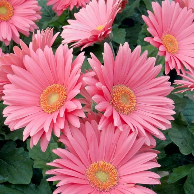 200 Light Pink Gerbera Daisy Seeds – Soft Pink Blooms, Bright Garden ...