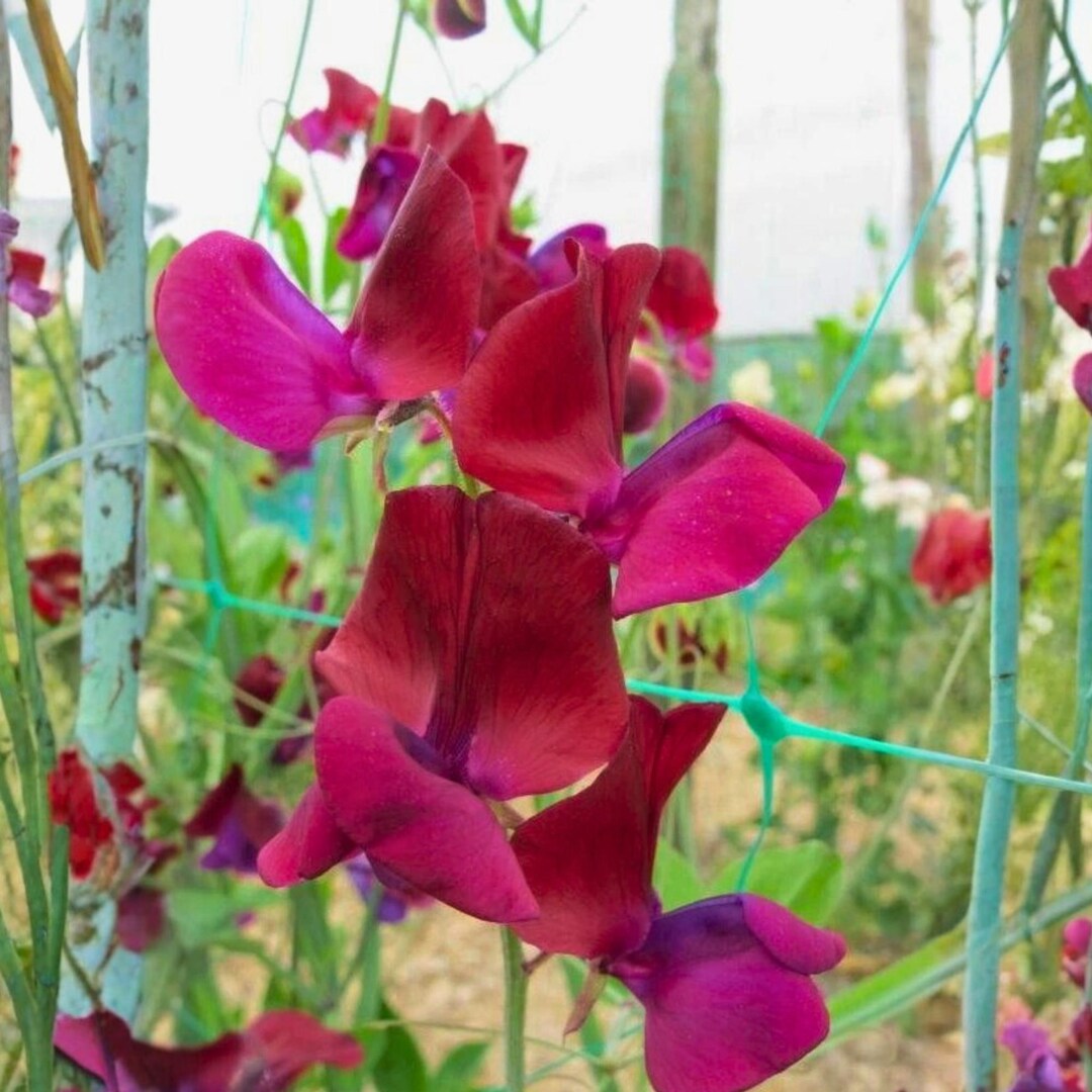 50 Jack Ellis Sweet Pea Seeds – Classic Fragrant Flowers for Garden ...