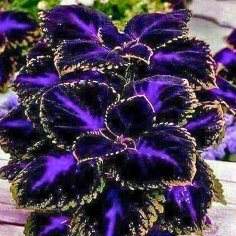 25 Black Purple Coleus Seeds – Dark Foliage Plant for Shade Gardens - Etsy