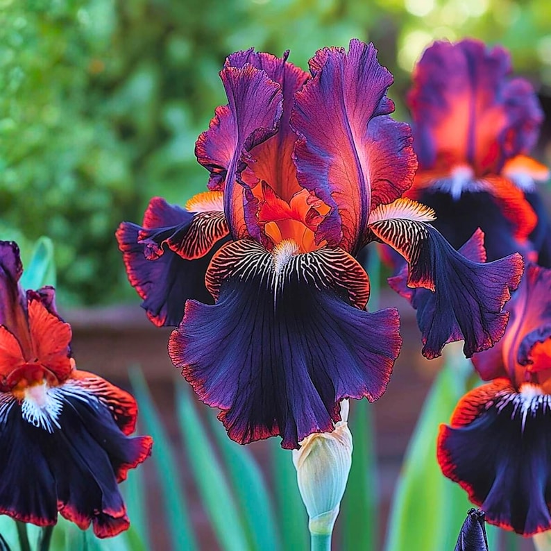 35 Rare Black Bearded Iris Seeds Striking Bicolor Garden Flowers Unique ...