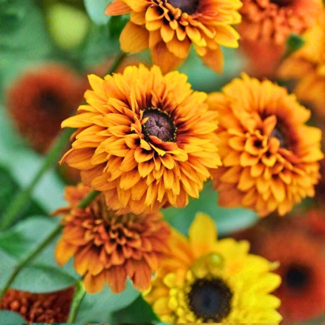 200 Maya Rudbeckia Seeds for Garden Planting – Golden Yellow Blooms ...