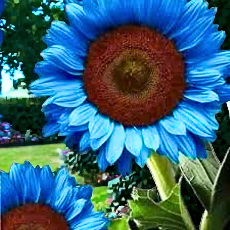 50 Midnight Oil Blue Sunflower Seeds - Rare Ornamental Garden Planting ...