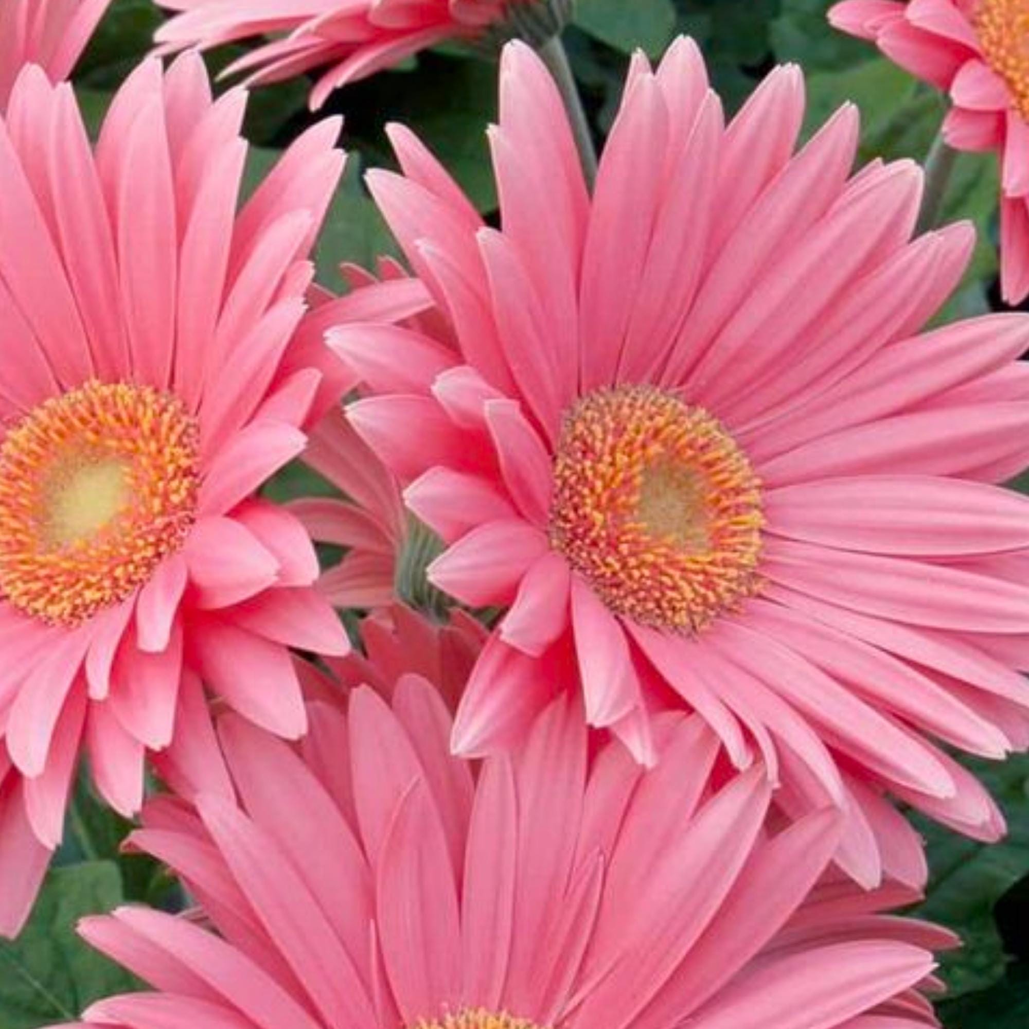 200 Light Pink Gerbera Daisy Seeds – Soft Pink Blooms, Bright Garden ...