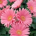 200 Light Pink Gerbera Daisy Seeds – Soft Pink Blooms, Bright Garden ...