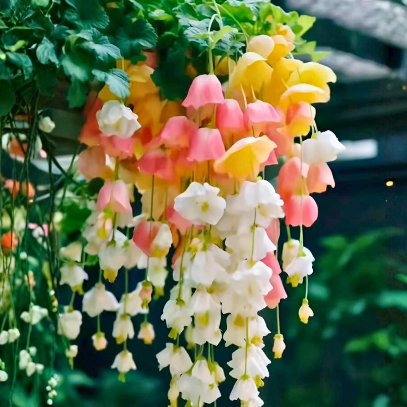 25 Rainbow Weeping Begonia Seeds for Garden Planting – Cascading ...