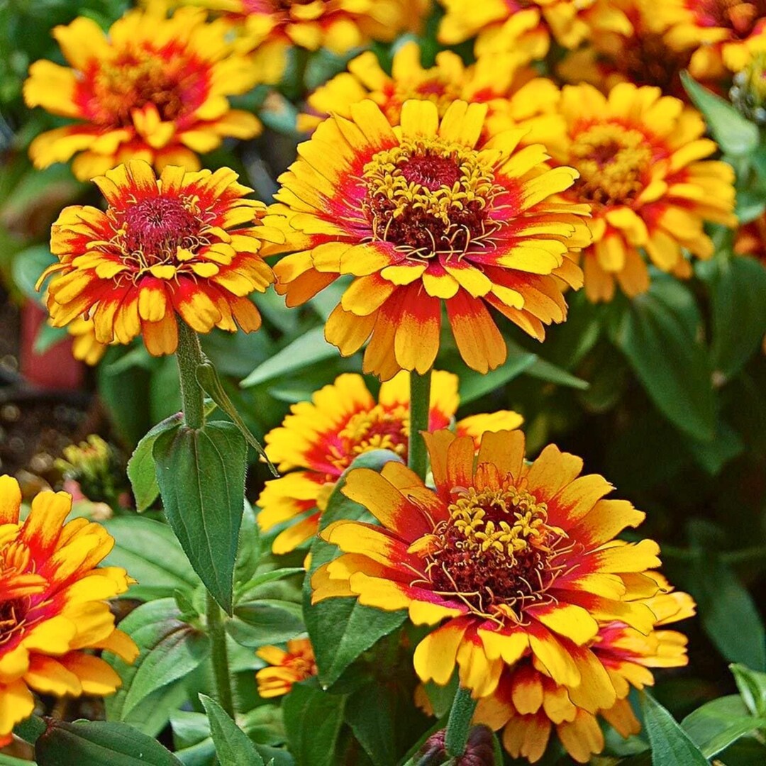 100 Zowie Yellow Flame Zinnia Seeds – Red & Yellow Bicolor Flowers for ...