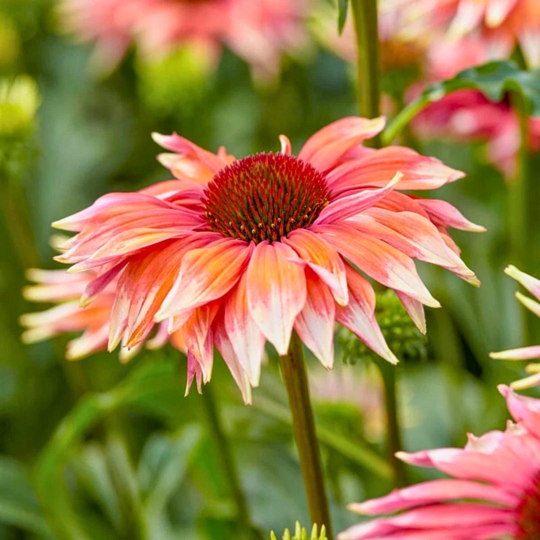 200 Meadow Mama Coneflower Daisy Seeds for Garden – Native Style ...