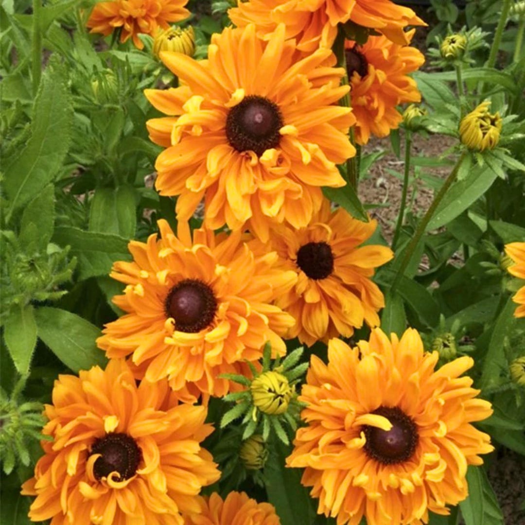 200 Goldilocks Rudbeckia Seeds for Garden Planting – Double Golden ...