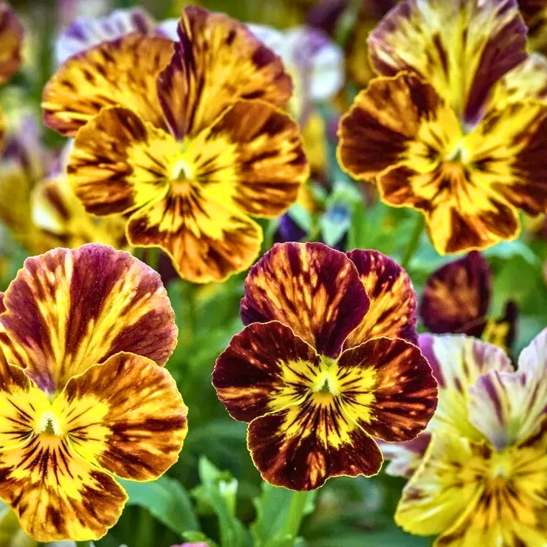 200 Brush Strokes Pansy Seeds for Planting – Artistic Multicolor Blooms ...